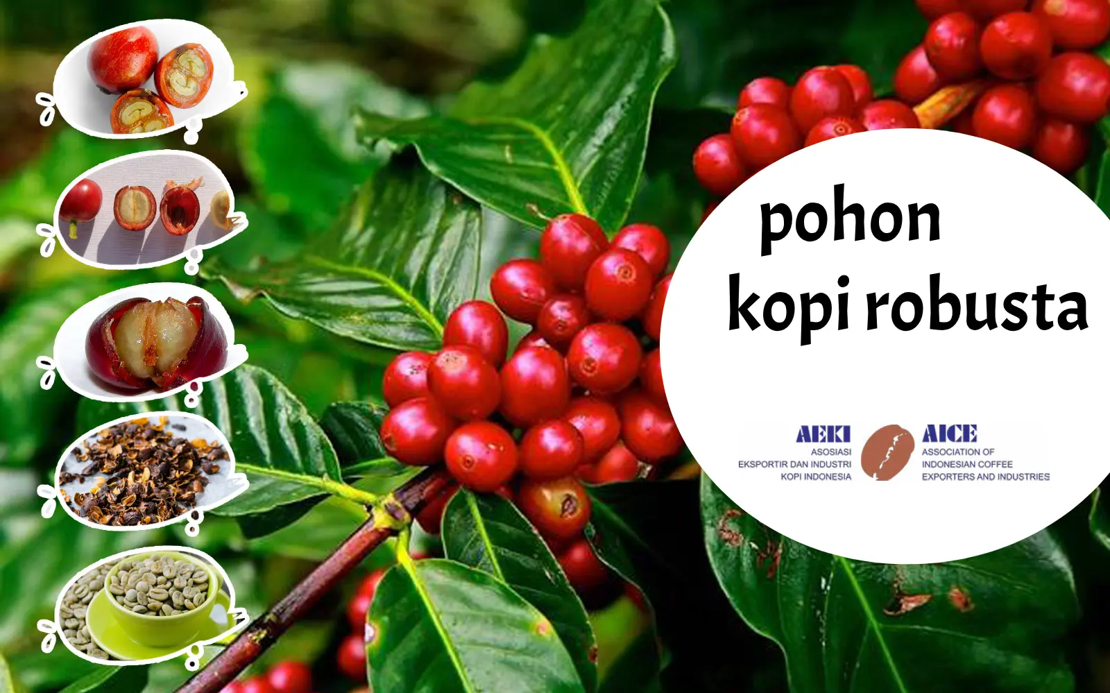 Pohon Kopi Robusta: Karakteristik, Budidaya, dan Potensi Ekspor Kopi Indonesia - AEKI-AICE